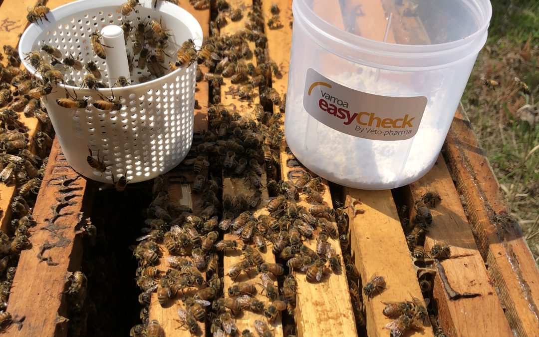 El monitoreo sistemático del ácaro varroa es imprescindible para tener ...