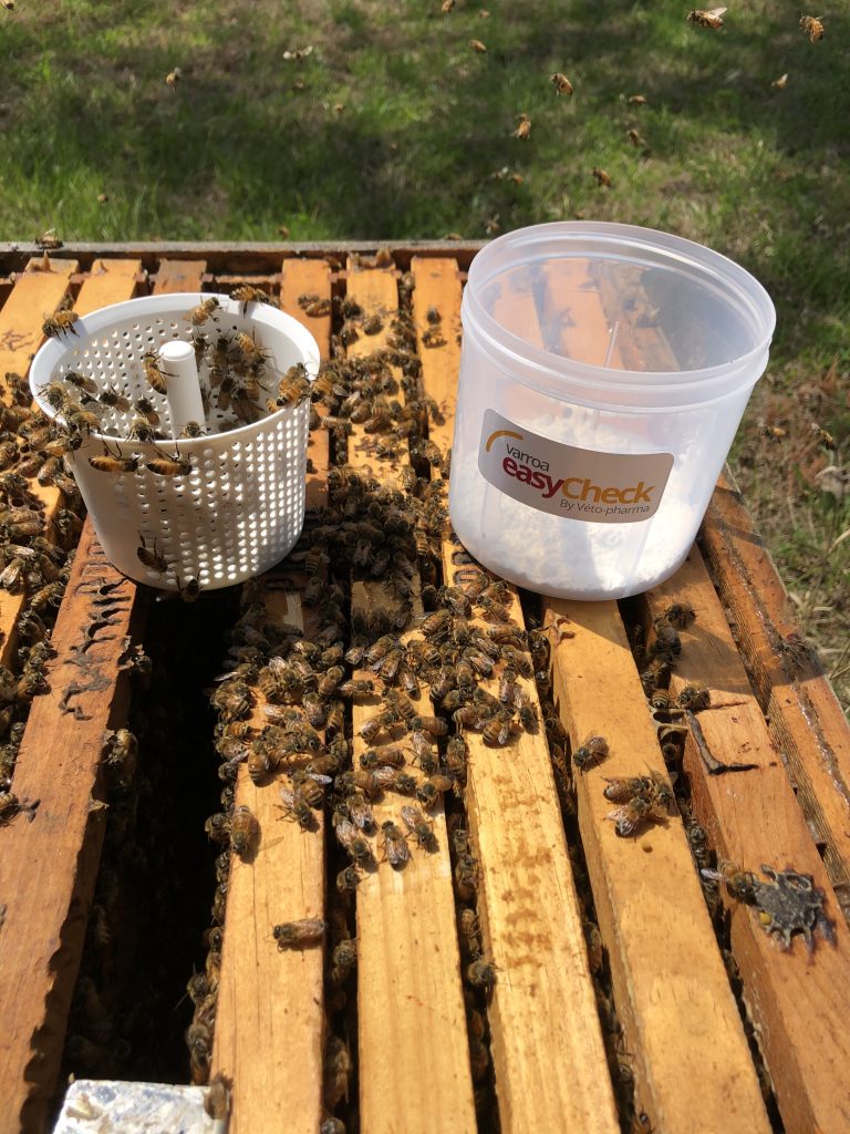 El monitoreo sistemático del ácaro varroa es imprescindible para tener ...